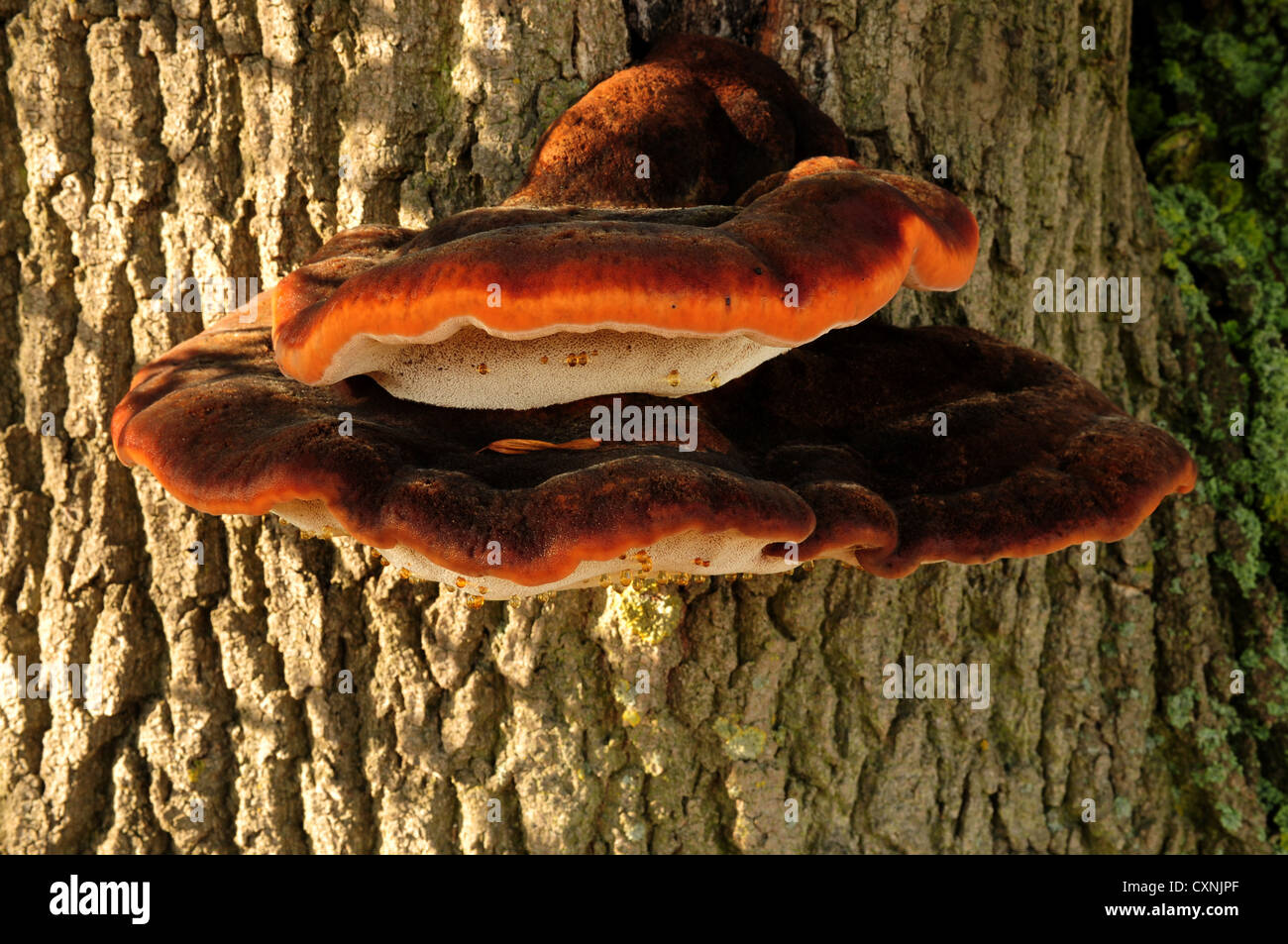Bracket Fungus,Ash Tree.Shaggy Bracket Stock Photo - Alamy