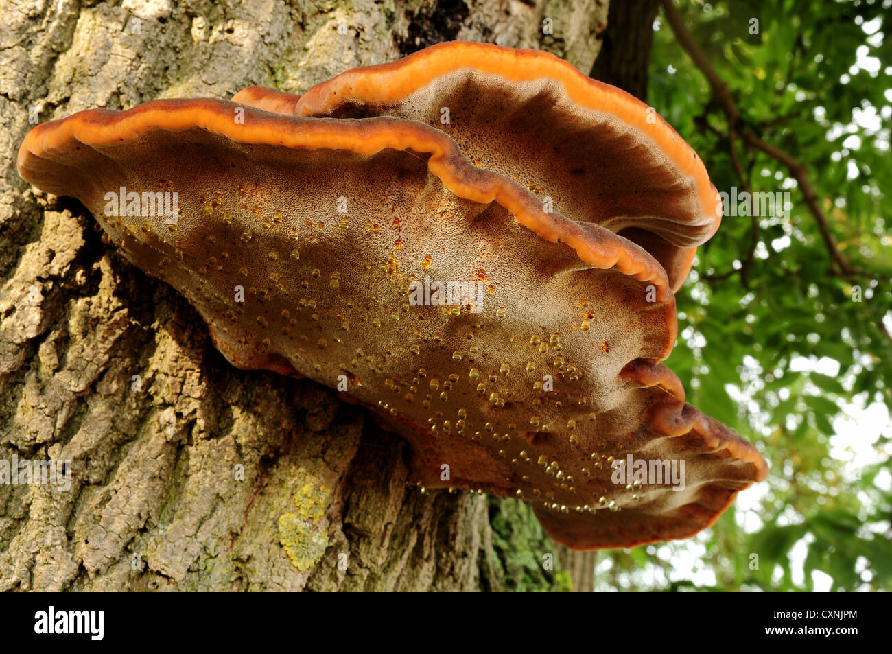 Bracket Fungus,Ash Tree.Shaggy Bracket Stock Photo - Alamy