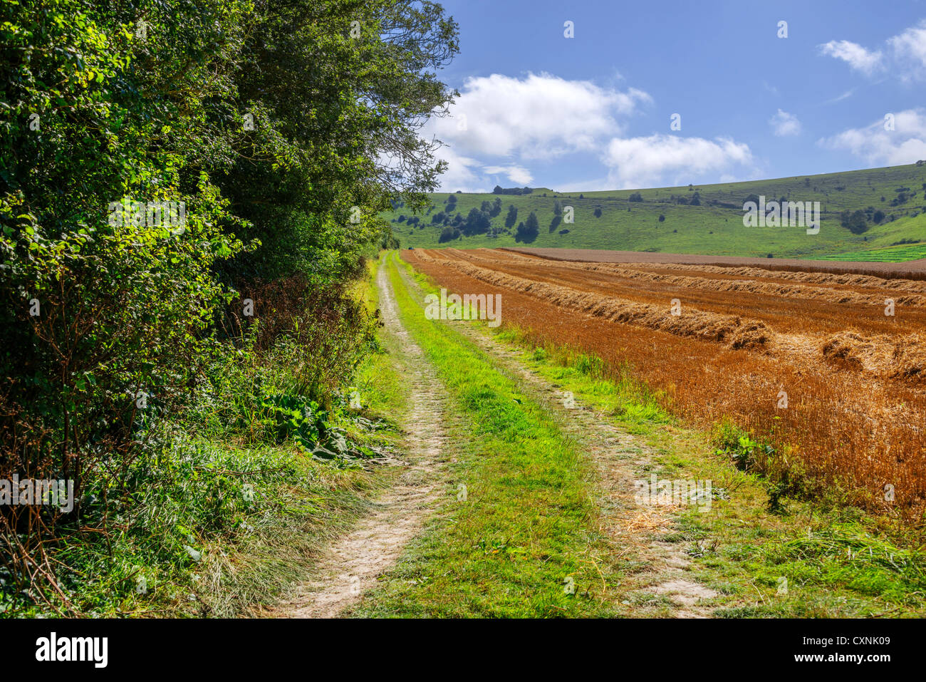 crops growing in a field Stock Photo - Alamy