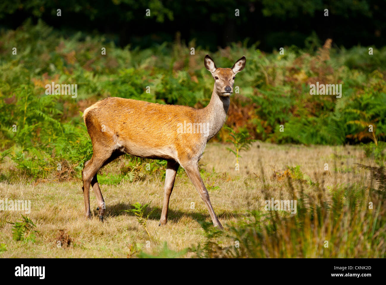 Red Deer Doe in Richmond Park Stock Photo - Alamy