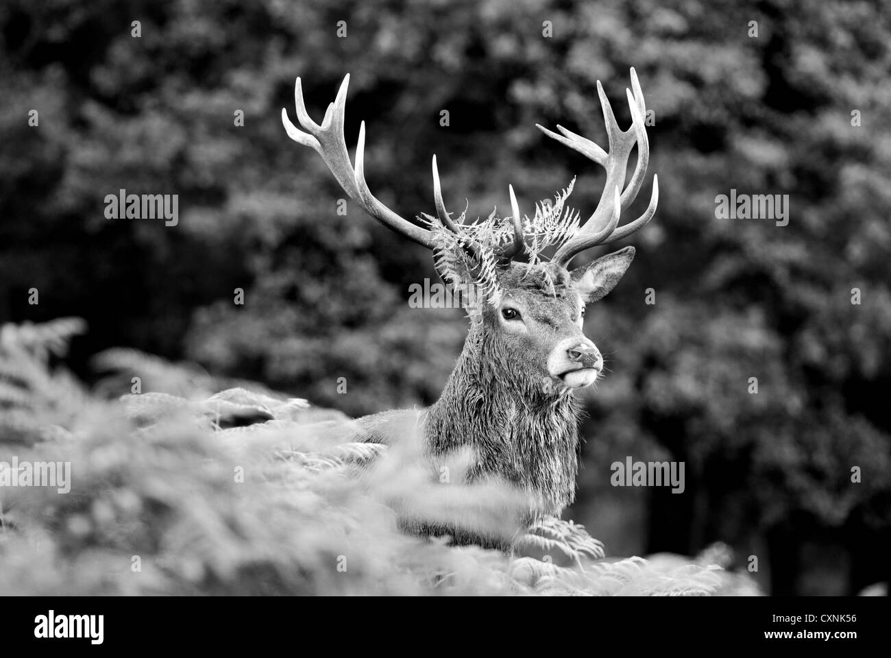 Deer fern Black and White Stock Photos & Images - Alamy