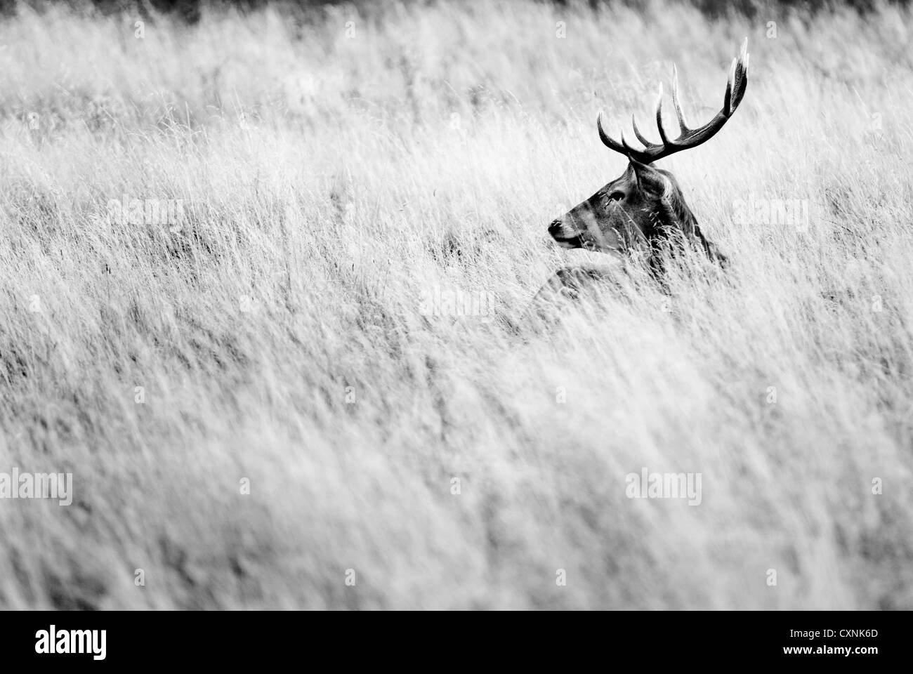 Richmond park deer stag Black and White Stock Photos & Images - Alamy