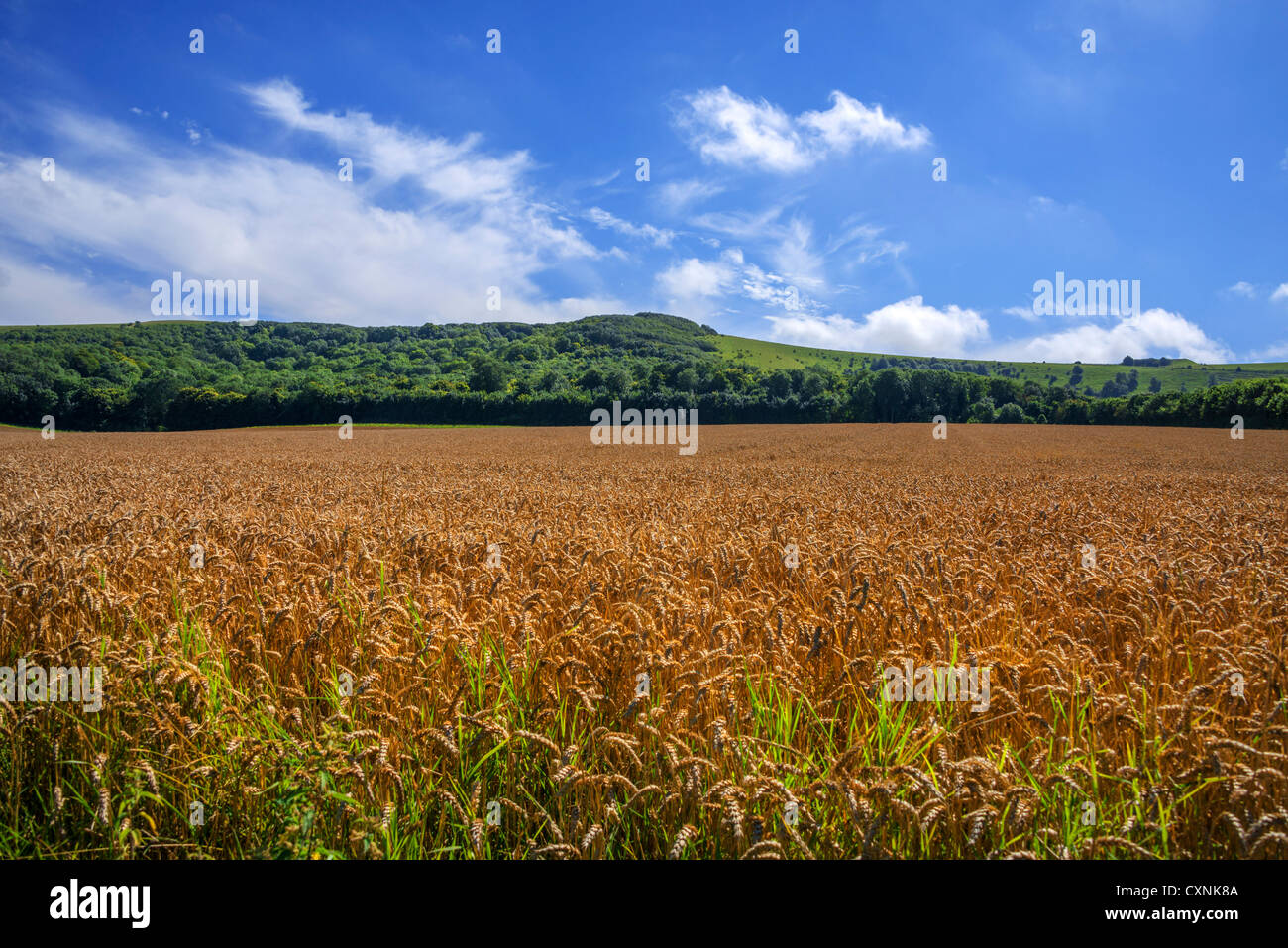 crops growing in a field Stock Photo - Alamy