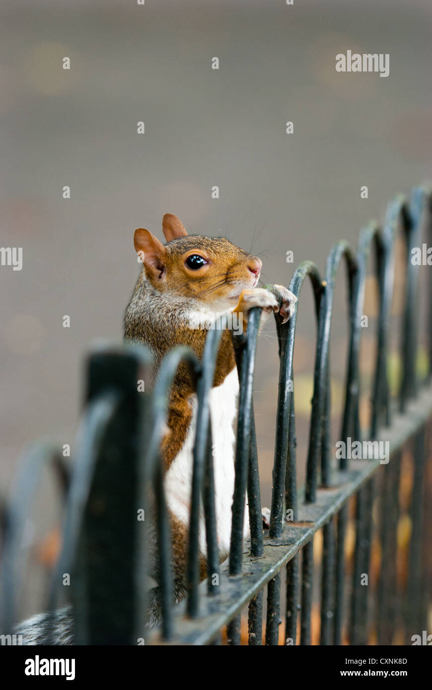 Funny squirrel hi-res stock photography and images - Alamy