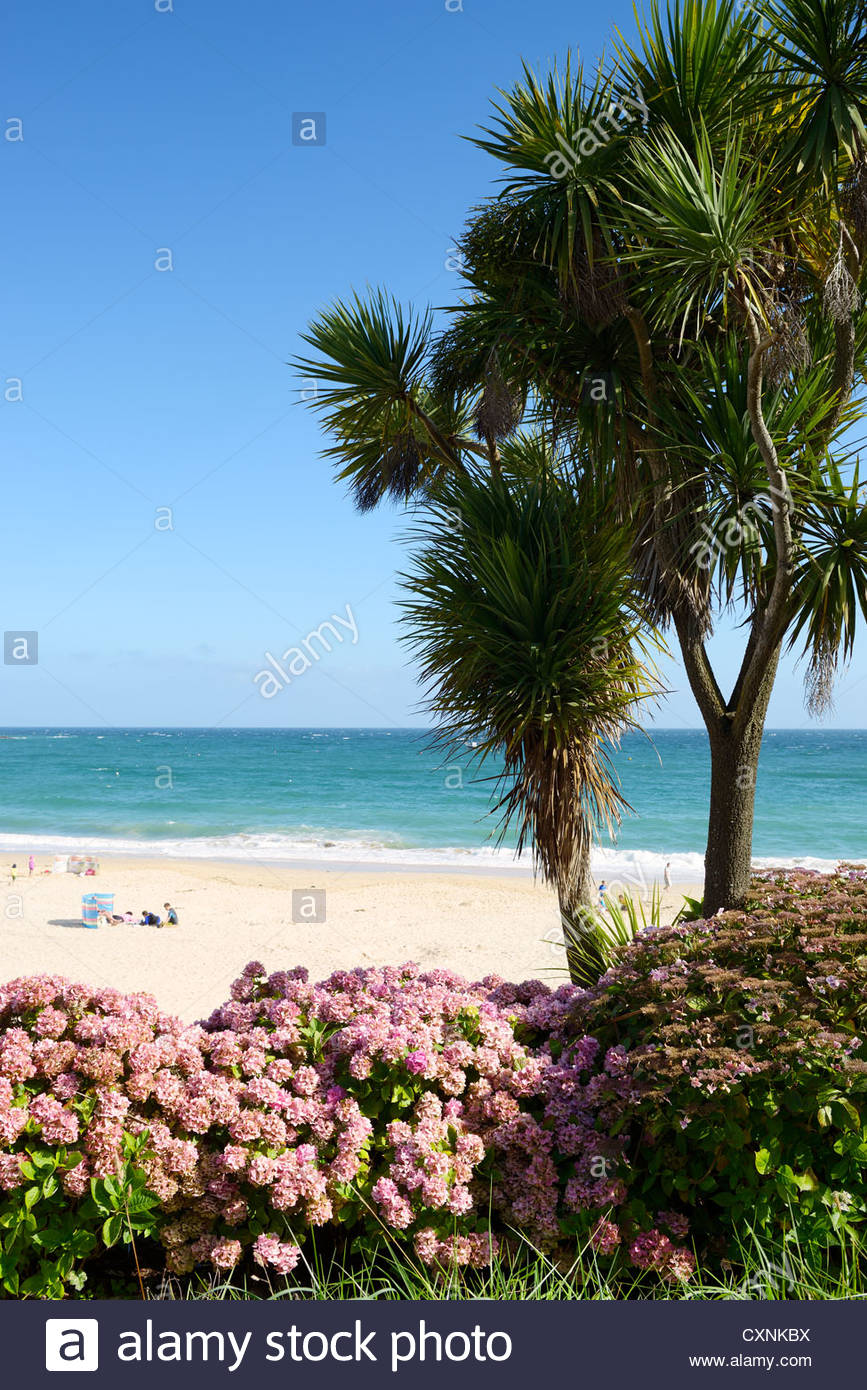 Palm Trees Britain High Resolution Stock Photography and Images - Alamy