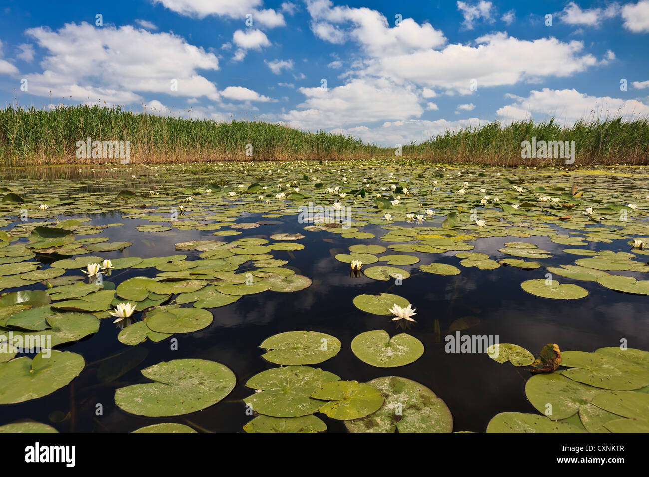 Danube delta hi-res stock photography and images - Alamy