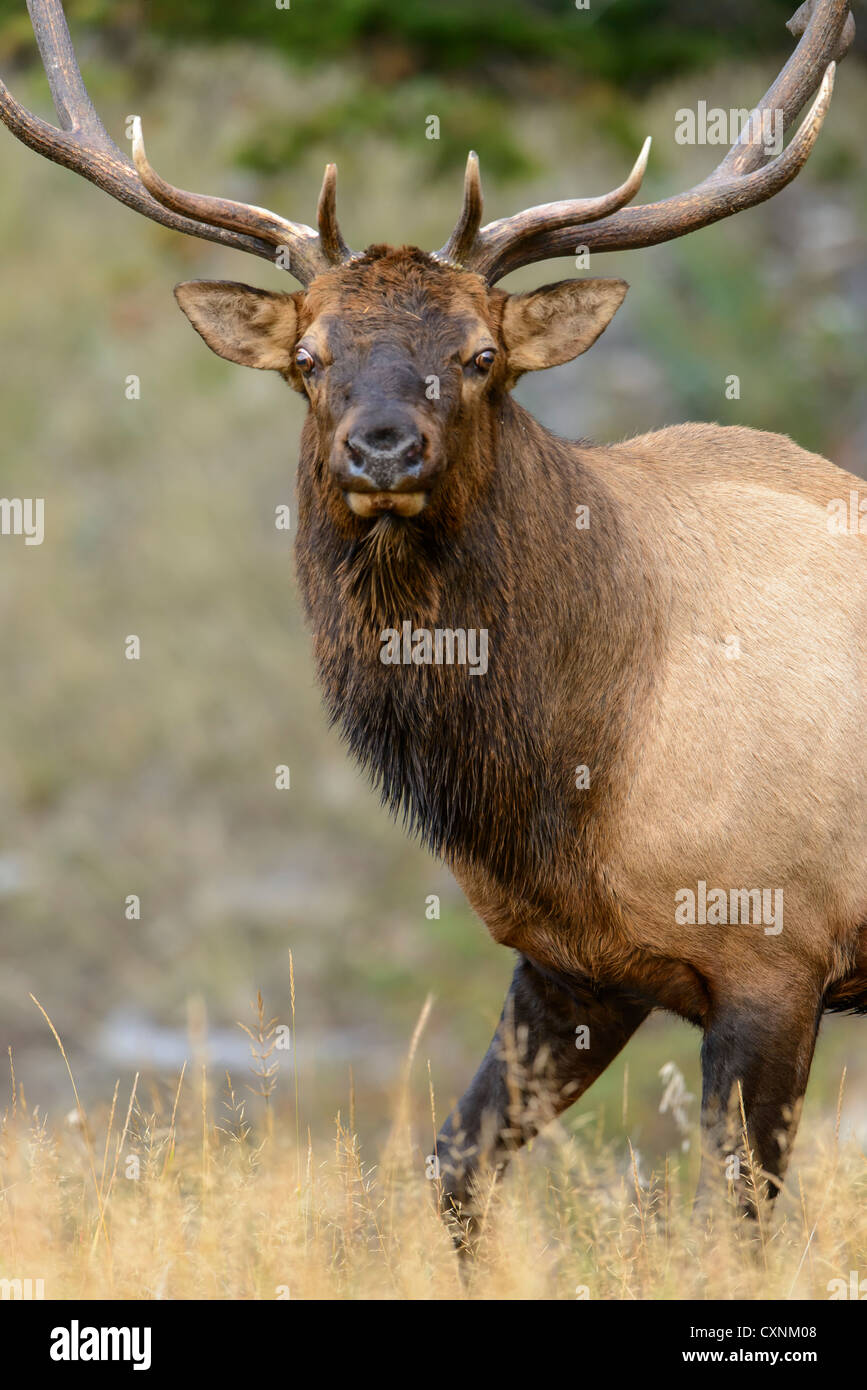 Bull elk walking hi-res stock photography and images - Alamy