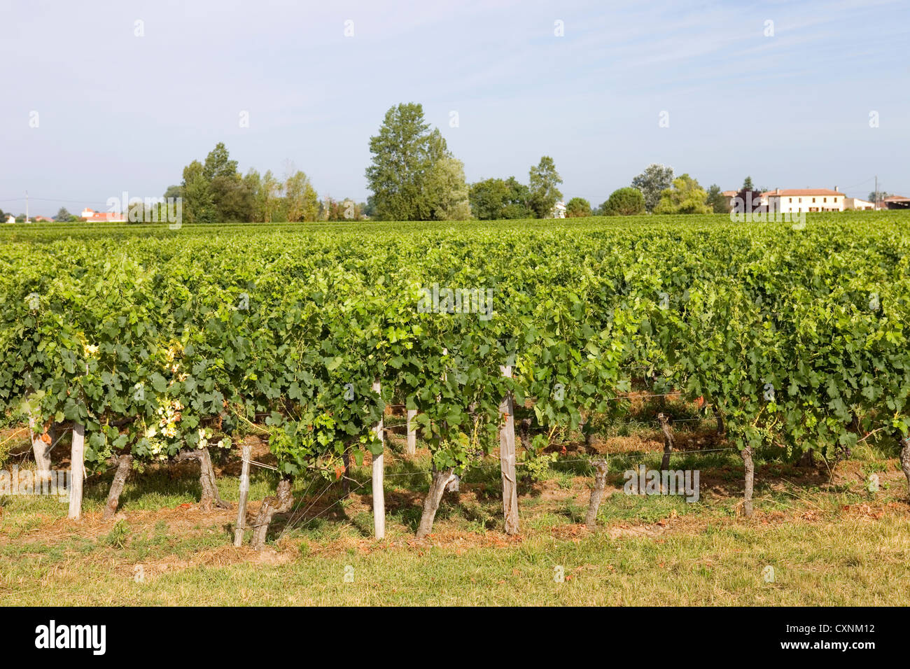 Champagne vineyard france fields hi-res stock photography and images ...