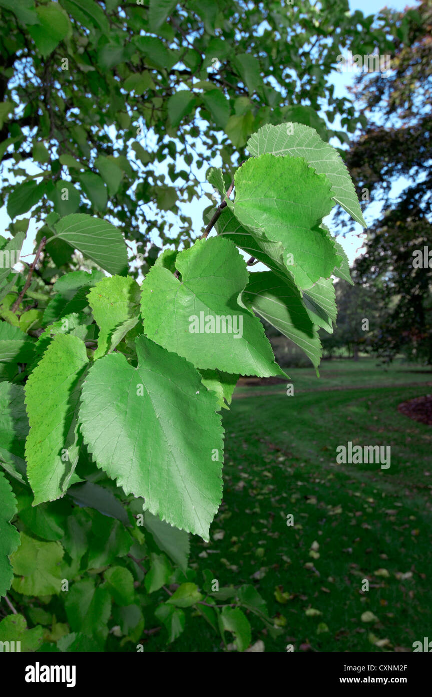 Mulberry trees asia hi-res stock photography and images - Alamy