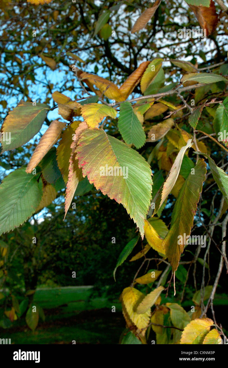 European White Elm Ulmus laevis (Ulmaceae Stock Photo - Alamy