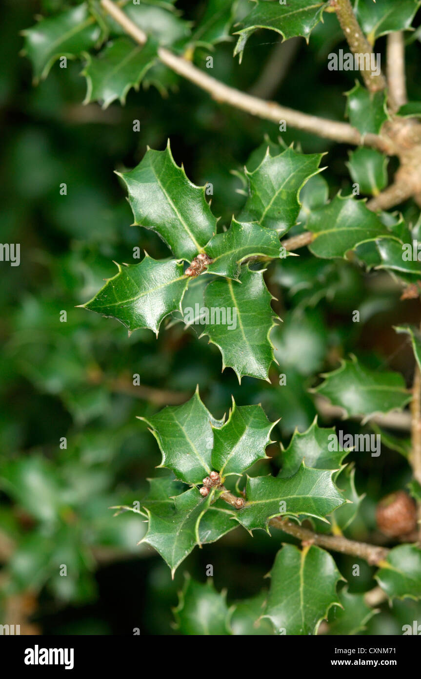 Kermes Oak Oak Quercus coccifera (Fagaceae Stock Photo - Alamy