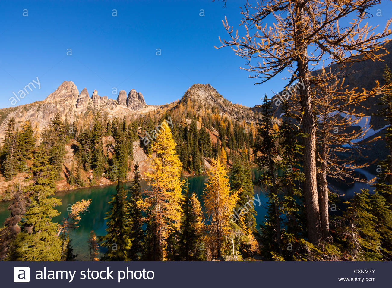 Pseudolarix Amabilis Stock Photos & Pseudolarix Amabilis Stock Images ...