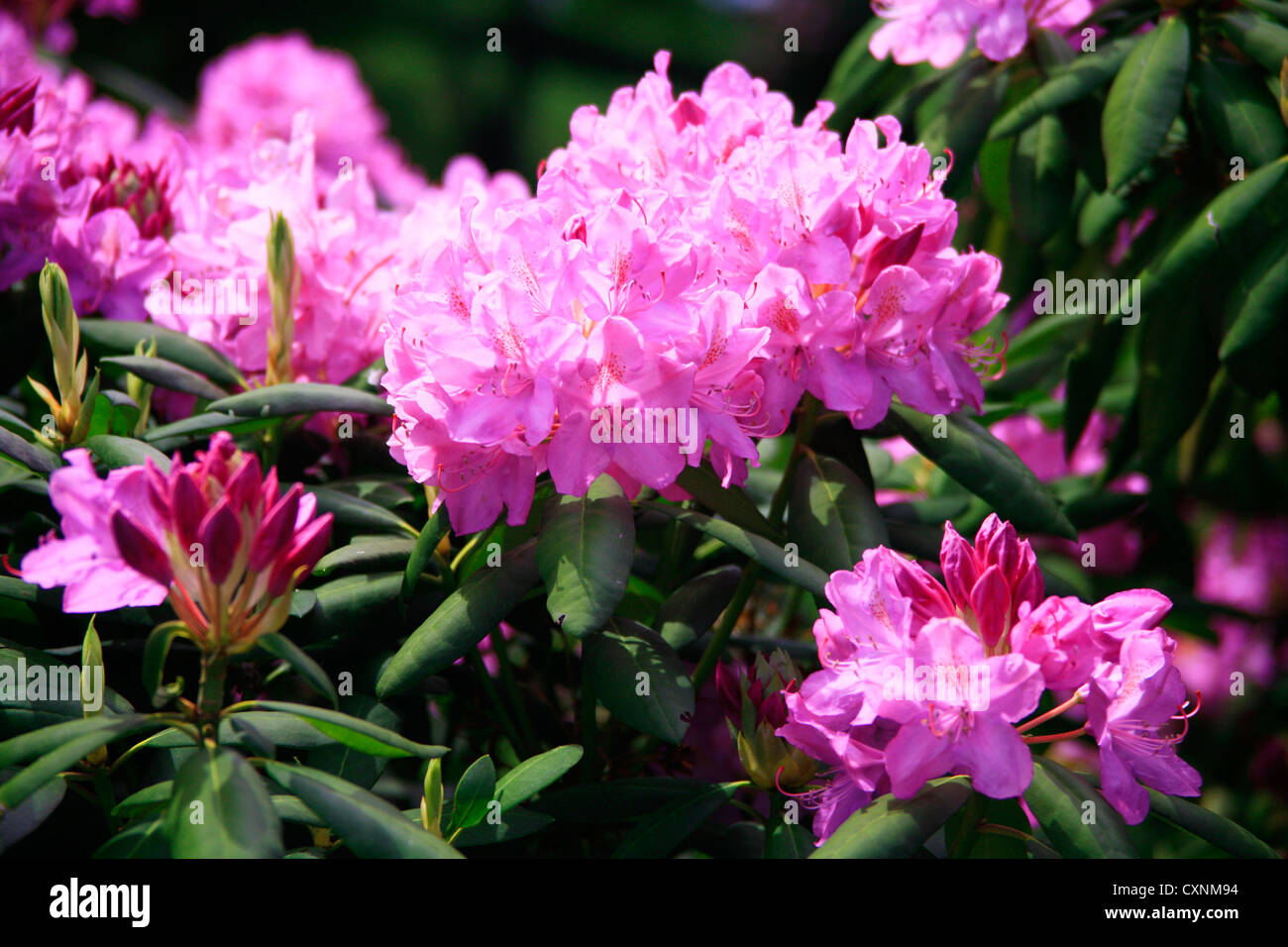 Bright pink rhododendron hi-res stock photography and images - Alamy