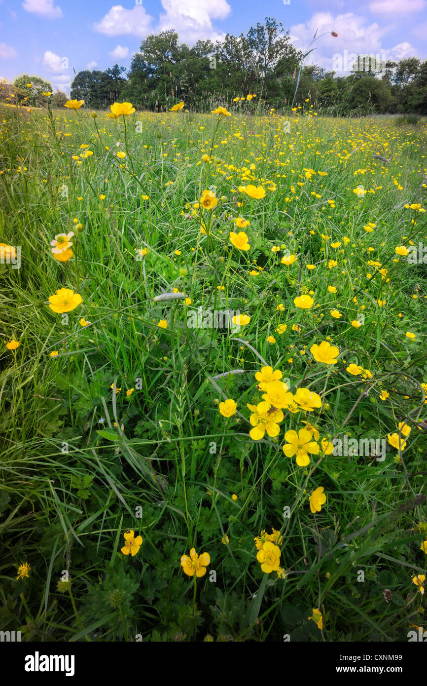 a wetlands conservation area and nature reserve Stock Photo - Alamy