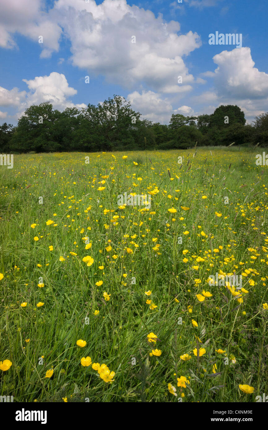 a wetlands conservation area and nature reserve Stock Photo - Alamy