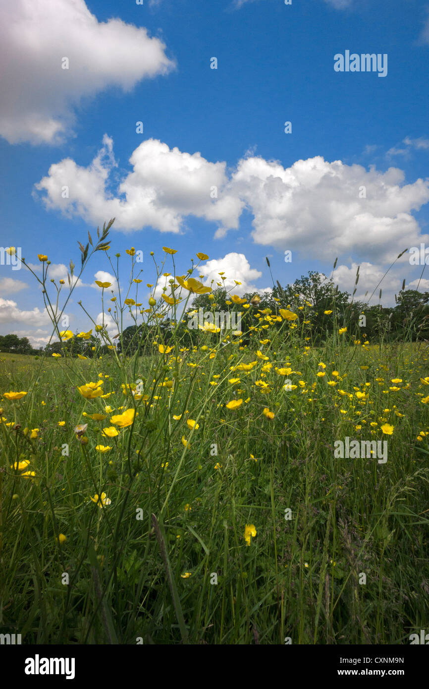 a wetlands conservation area and nature reserve Stock Photo - Alamy