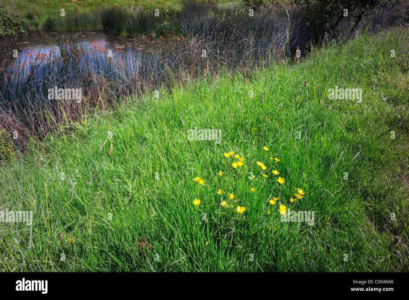 a wetlands conservation area and nature reserve Stock Photo - Alamy