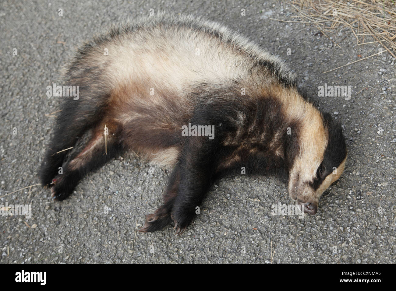 A dead badger on a rural lane in the U.K Stock Photo - Alamy