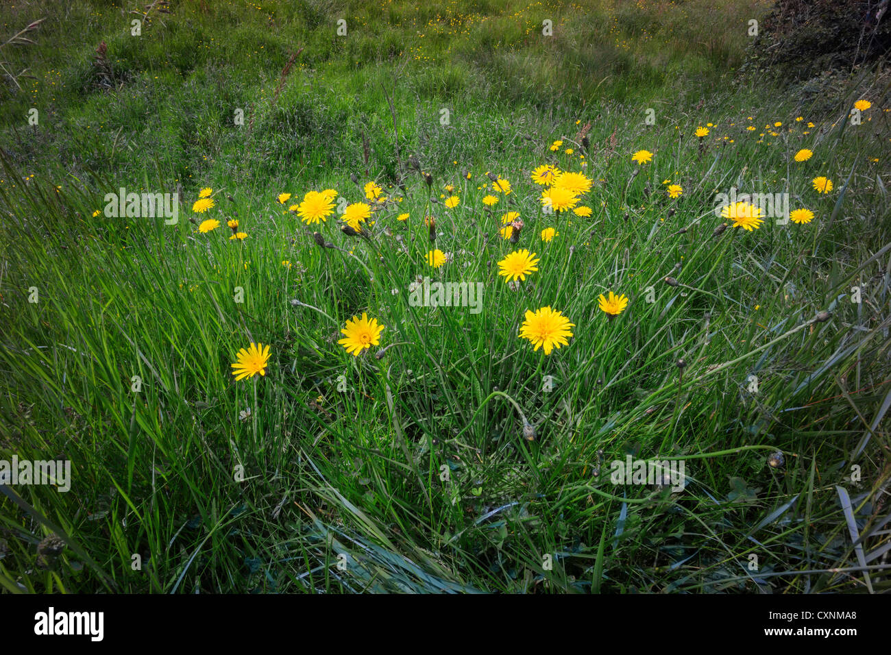 a wetlands conservation area and nature reserve Stock Photo - Alamy