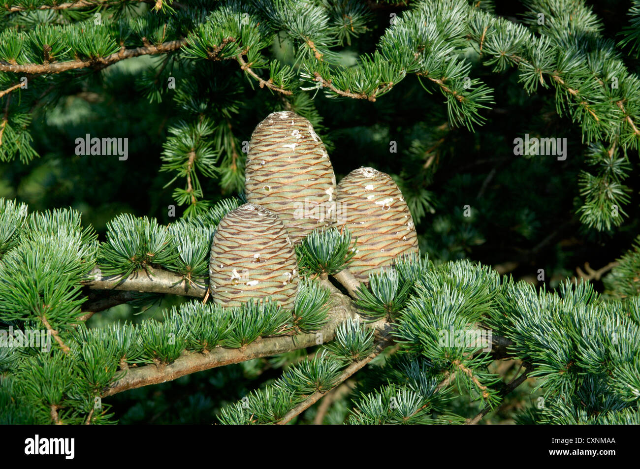 Atlas Cedar Cedrus atlantica (Pinaceae Stock Photo - Alamy
