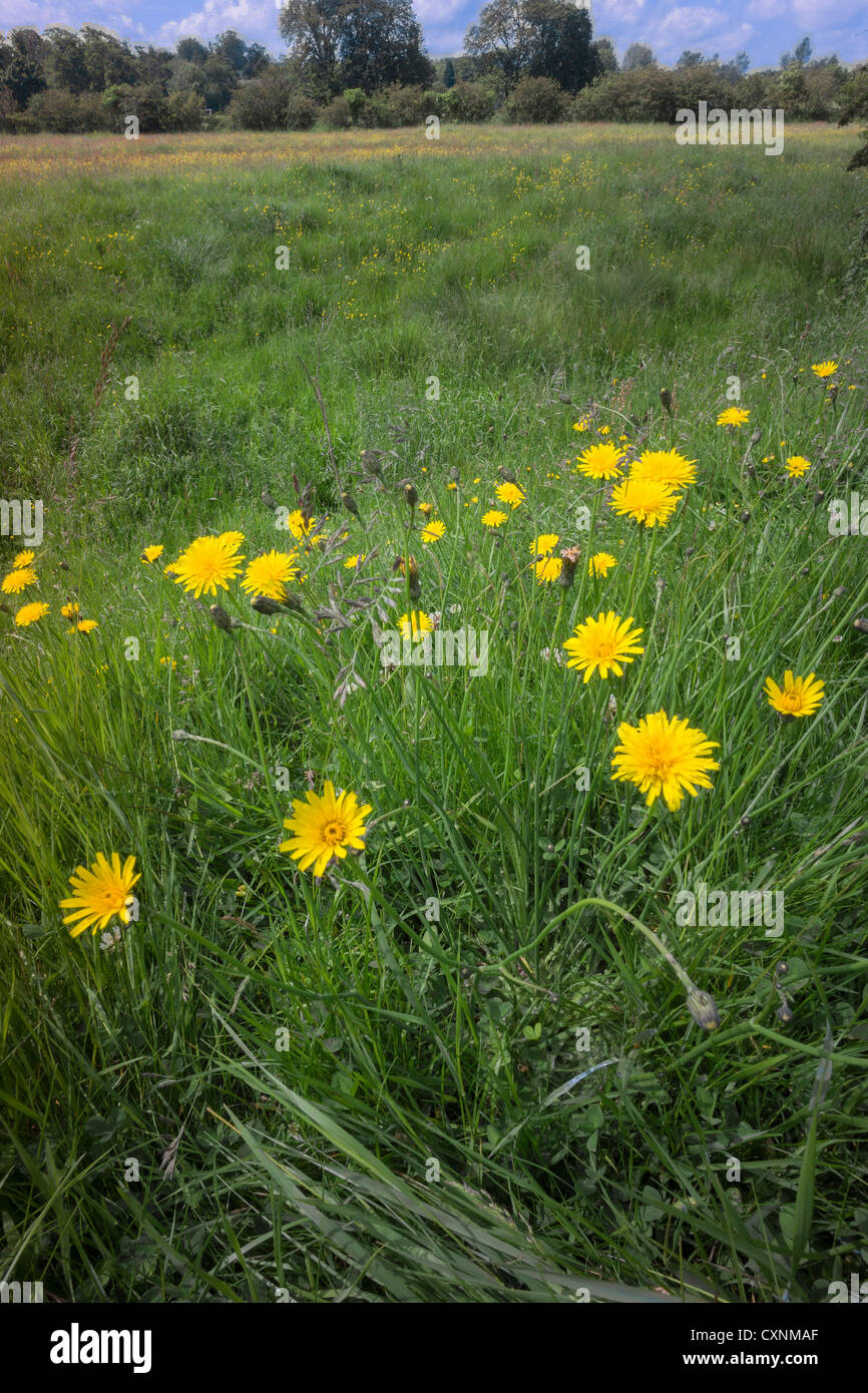 a wetlands conservation area and nature reserve Stock Photo - Alamy