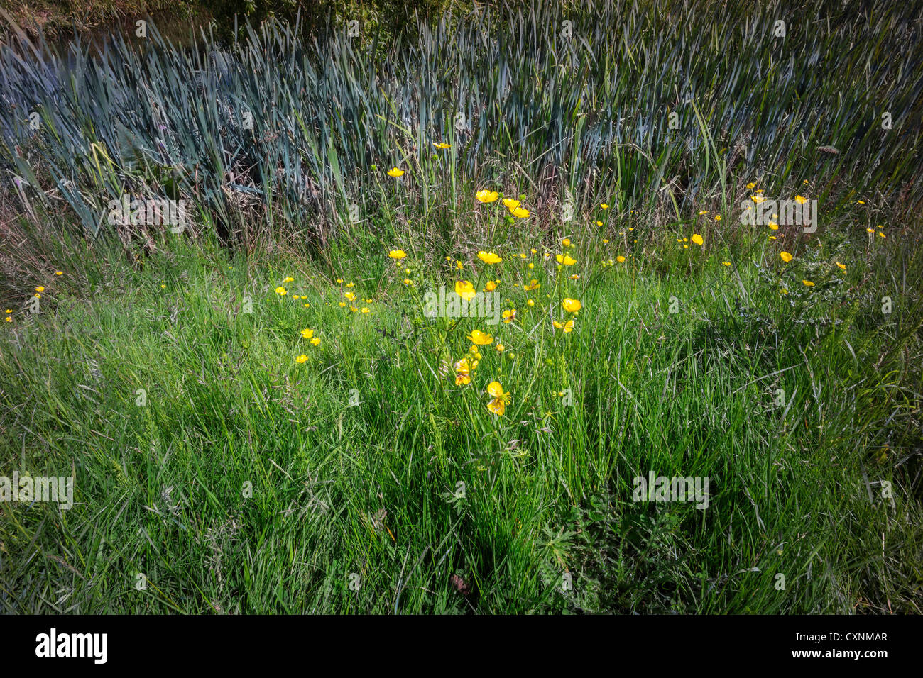 a wetlands conservation area and nature reserve Stock Photo - Alamy