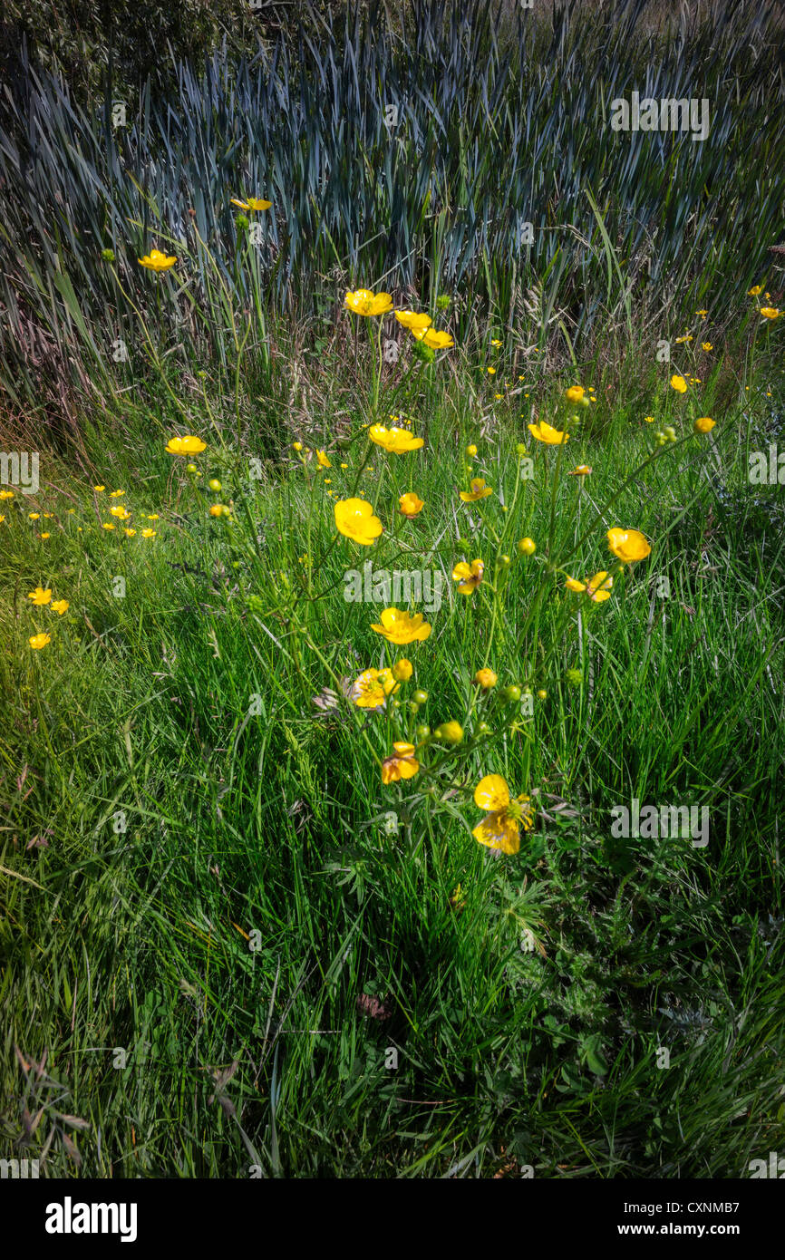 a wetlands conservation area and nature reserve Stock Photo - Alamy