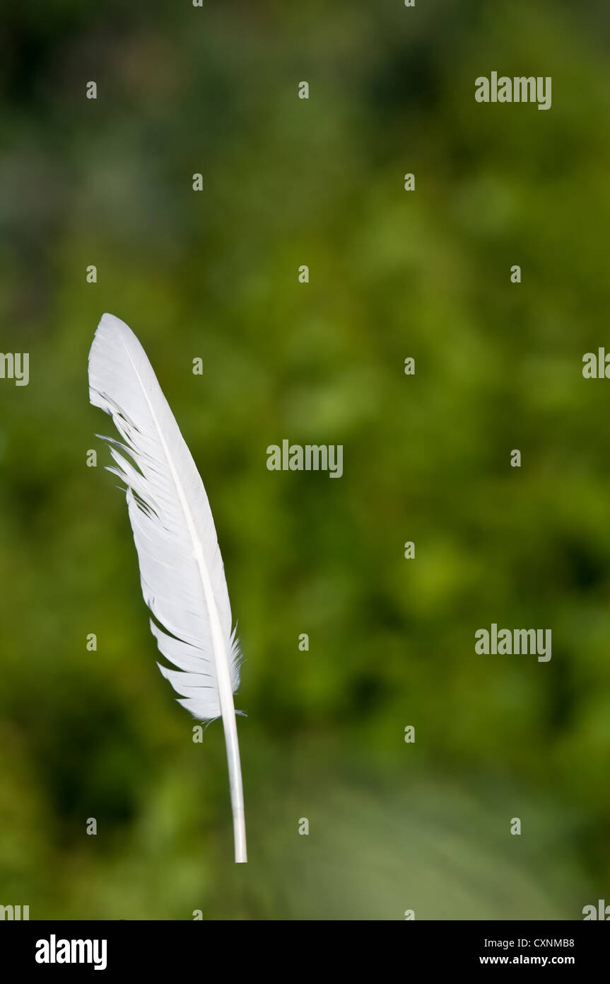 Goose angel wing hi-res stock photography and images - Alamy