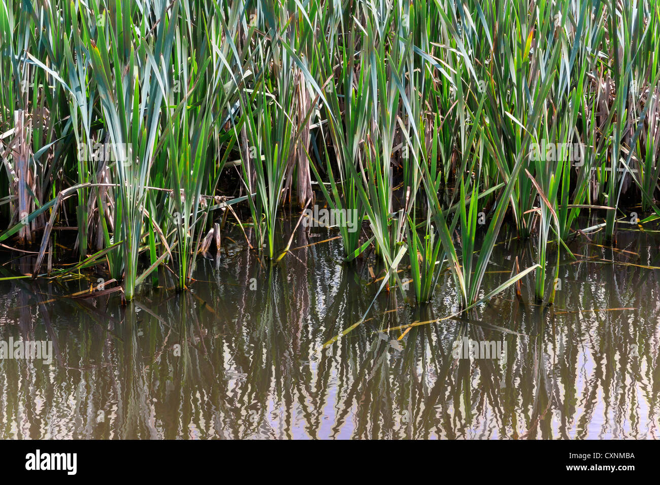 a wetlands conservation area and nature reserve Stock Photo - Alamy