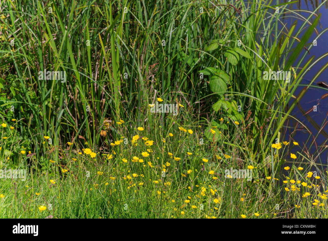a wetlands conservation area and nature reserve Stock Photo - Alamy