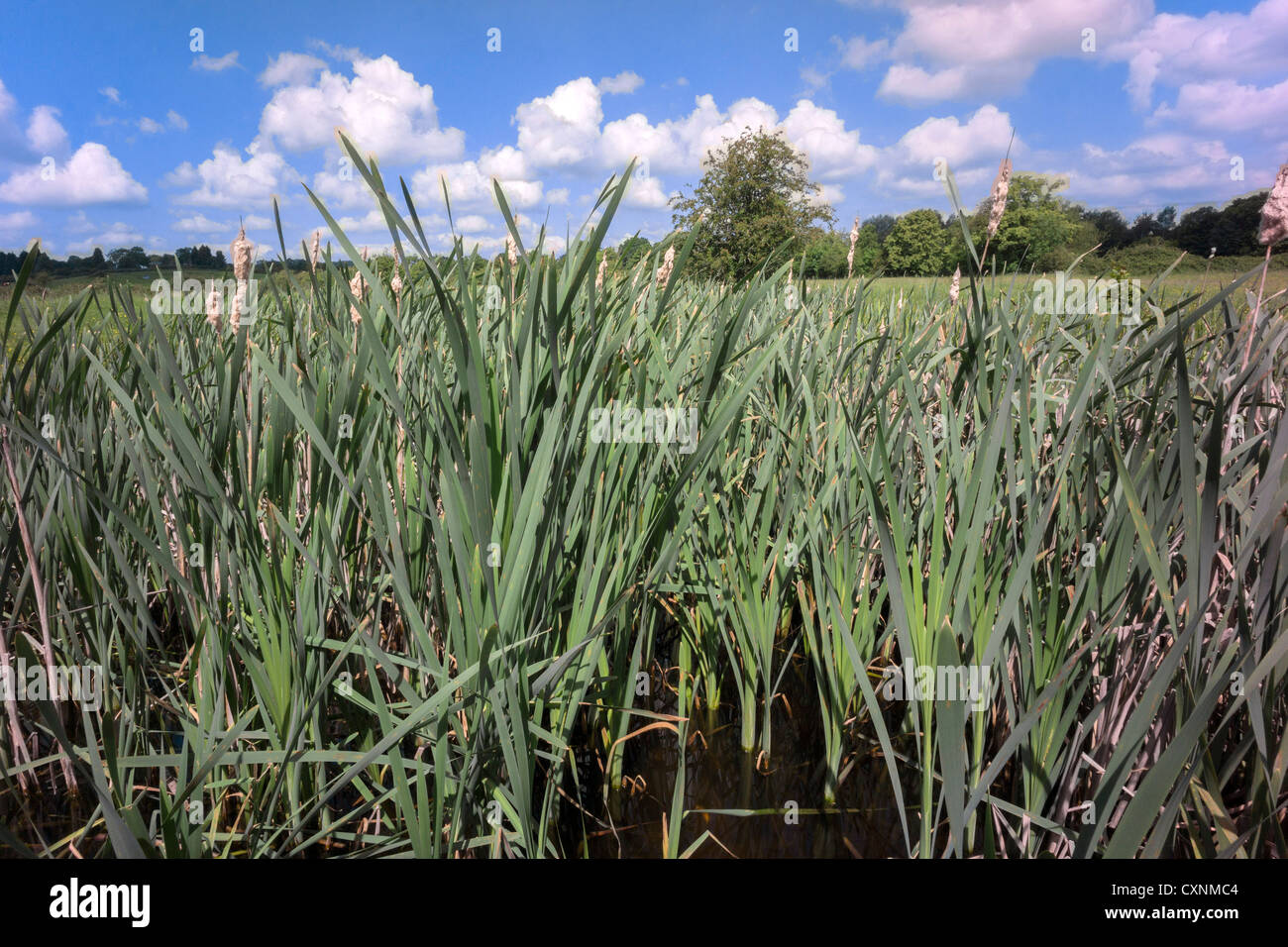 a wetlands conservation area and nature reserve Stock Photo - Alamy