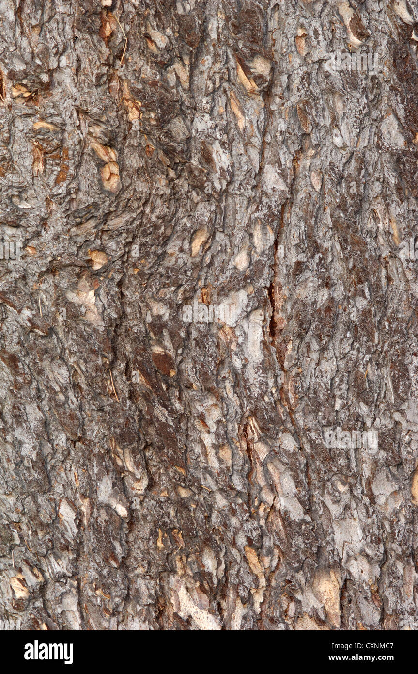 Atlas cedar bark cedrus atlantica hi-res stock photography and images ...
