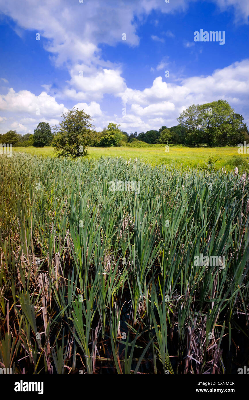 a wetlands conservation area and nature reserve Stock Photo - Alamy