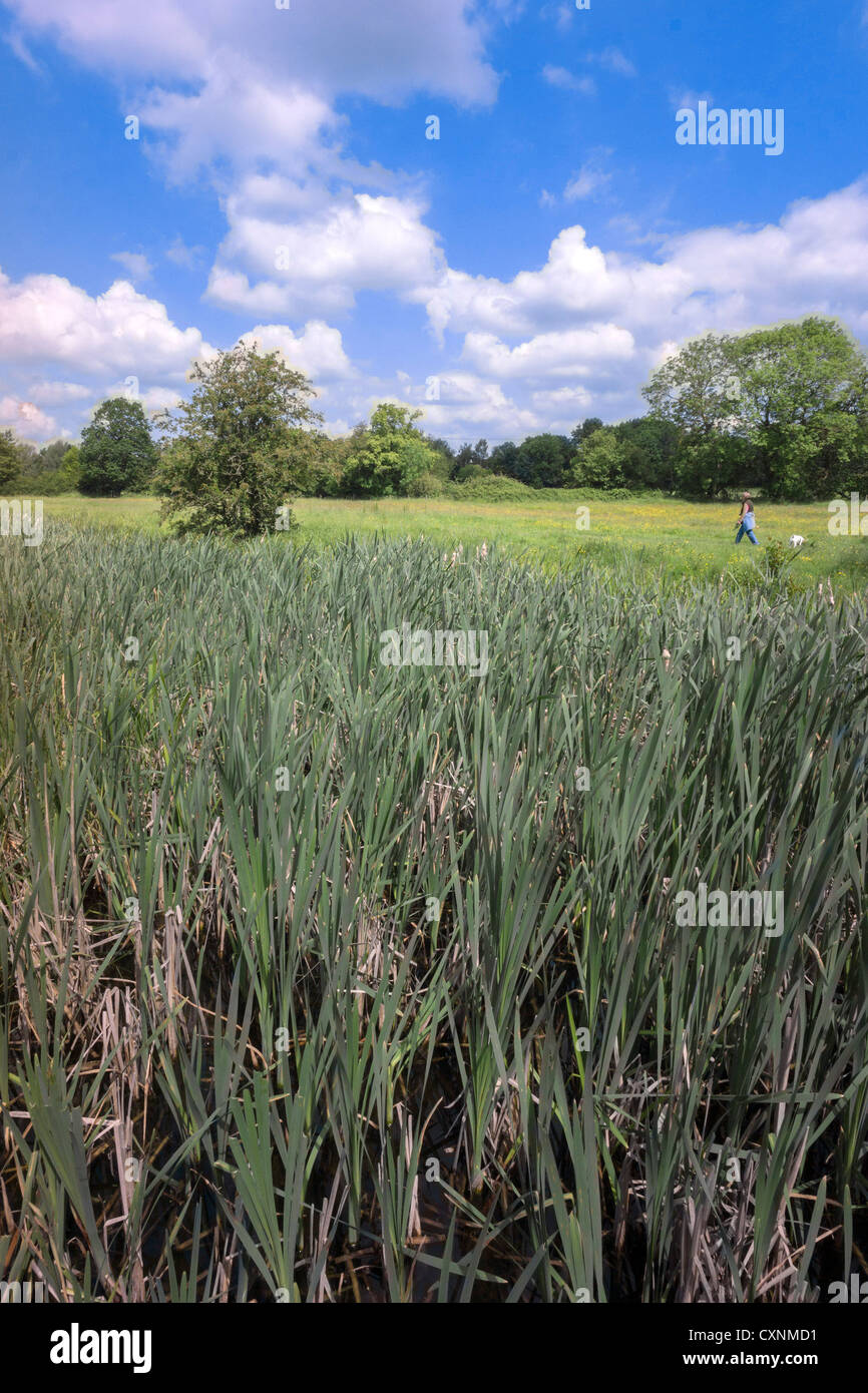 a wetlands conservation area and nature reserve Stock Photo - Alamy