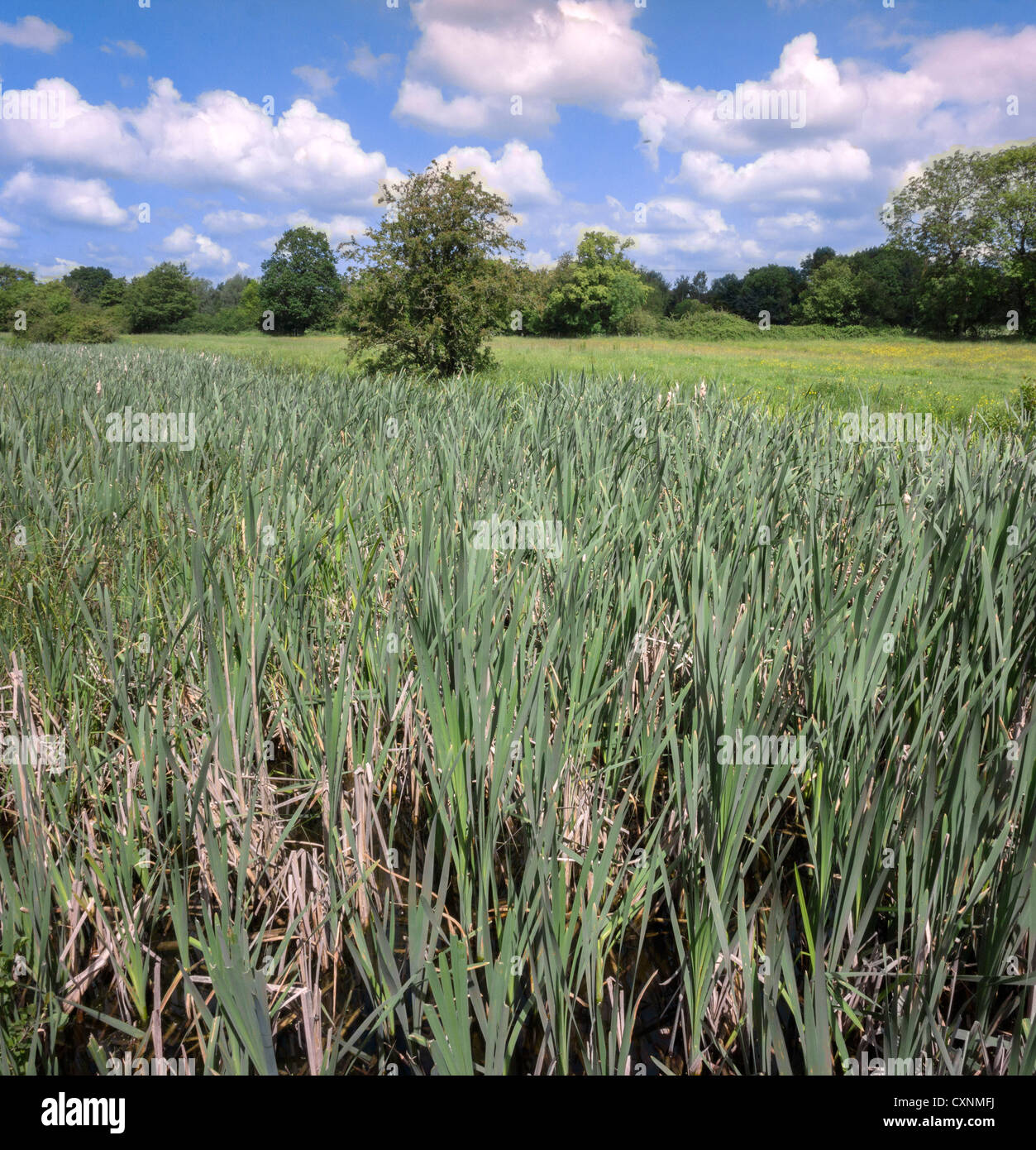 a wetlands conservation area and nature reserve Stock Photo - Alamy