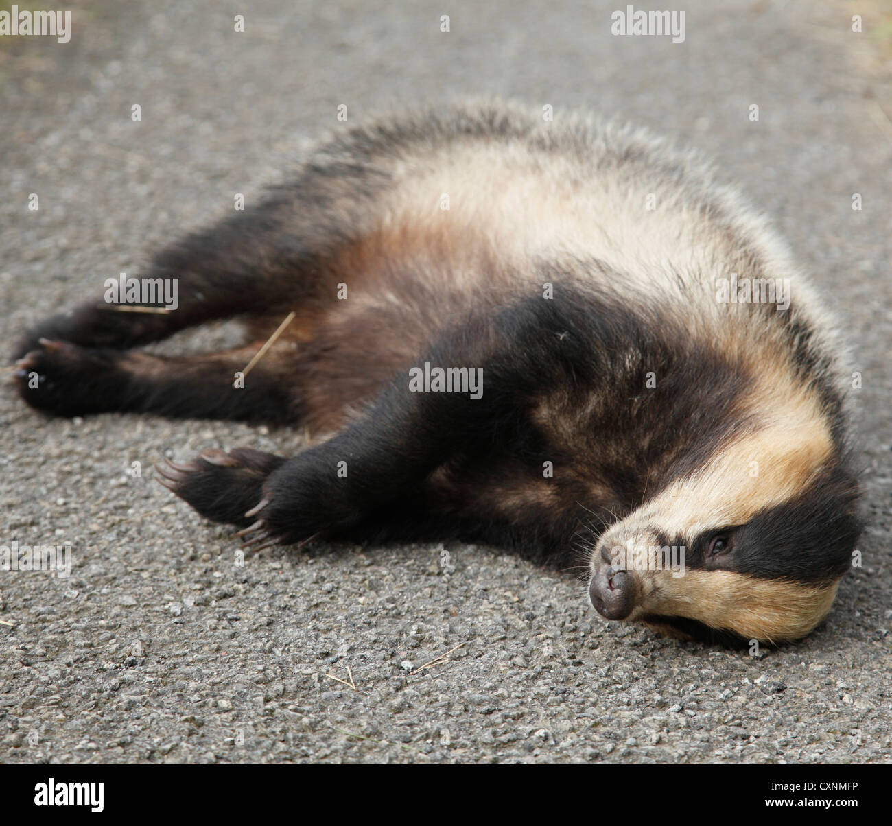 A dead badger on a rural lane in the U.K Stock Photo - Alamy