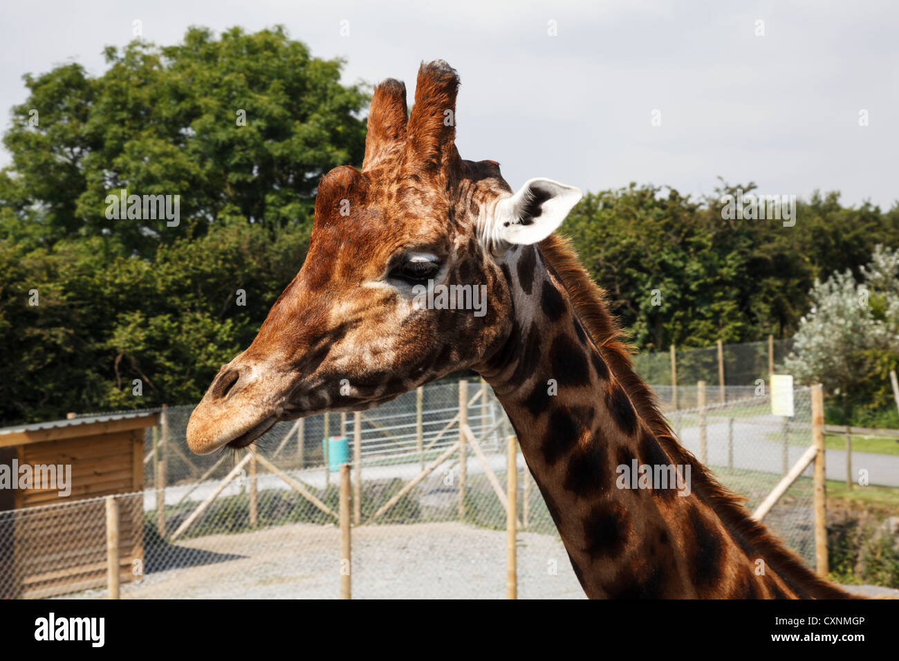 Giraffe at Folly Farm Zoo Stock Photo - Alamy