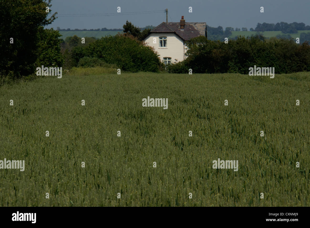 Crops on farmland in the countryside in a rural setting Stock Photo - Alamy