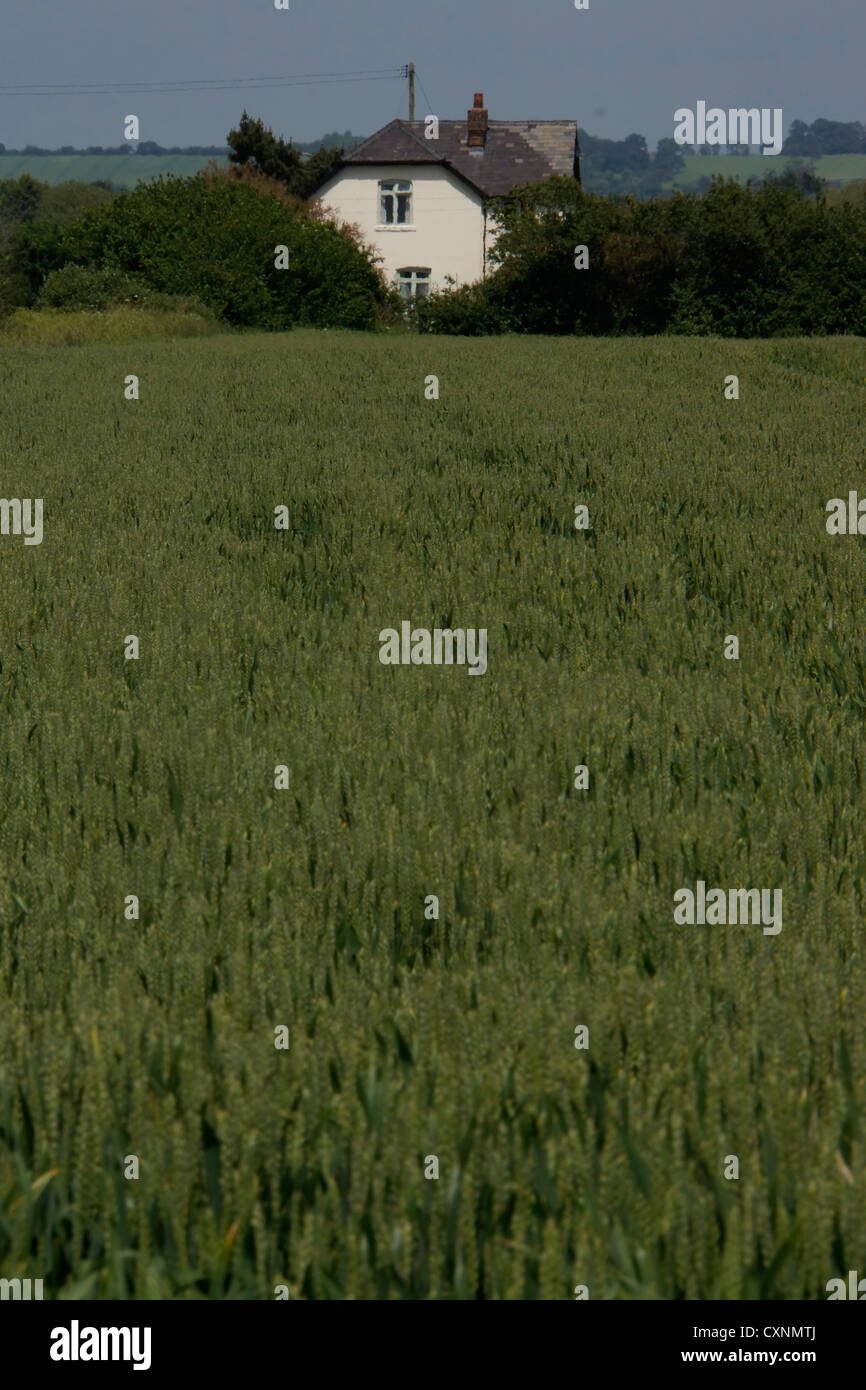 Crops on farmland in the countryside in a rural setting Stock Photo - Alamy