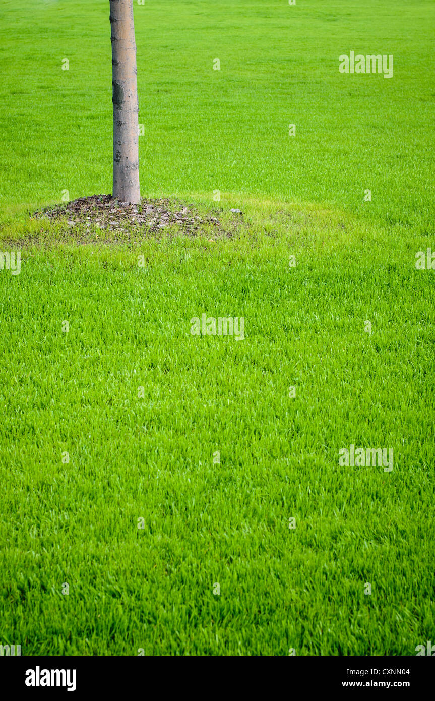 Tree trunk with green grass background. Closeup Stock Photo - Alamy
