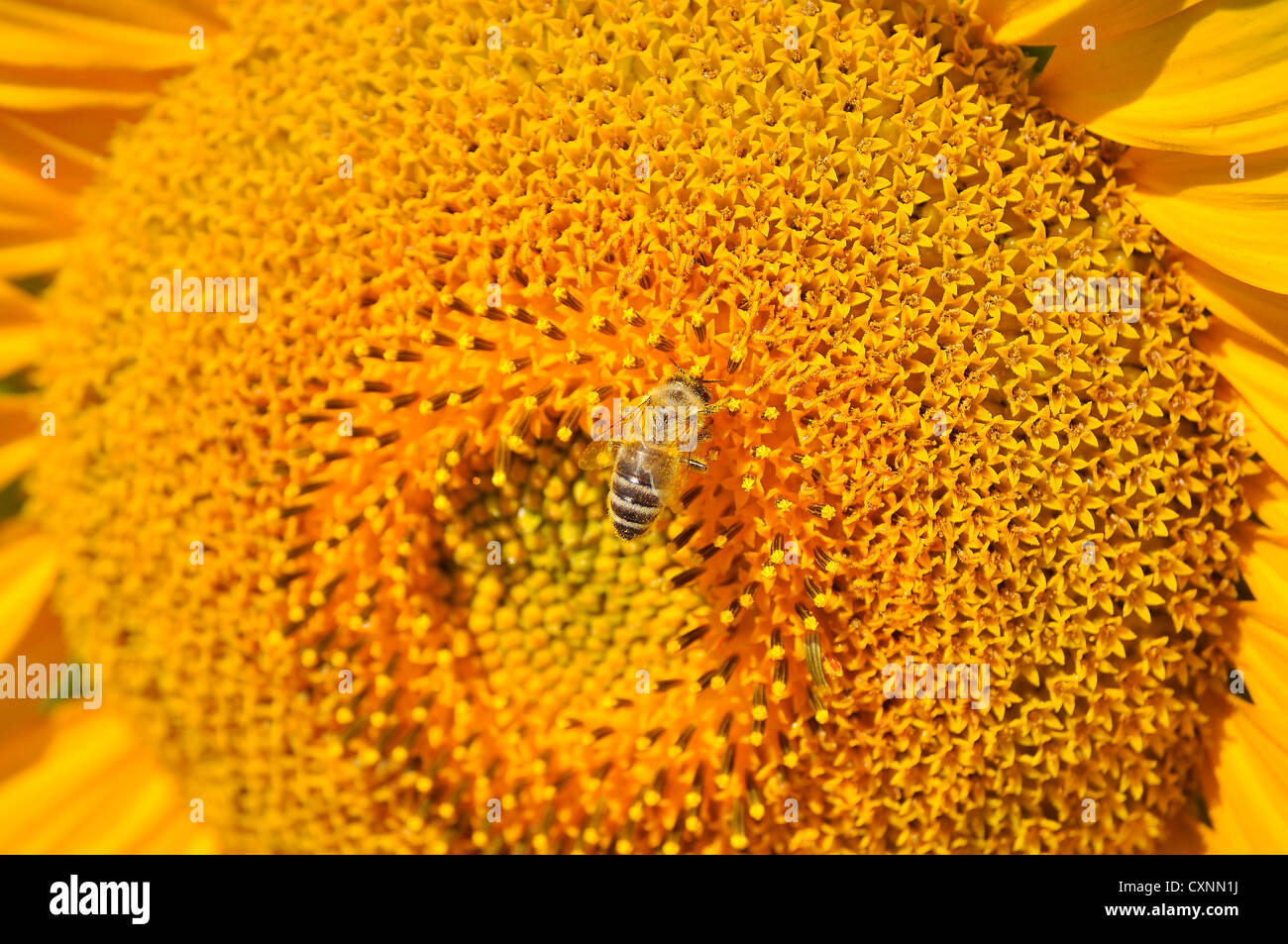 Garden bees sun beam hi-res stock photography and images - Alamy