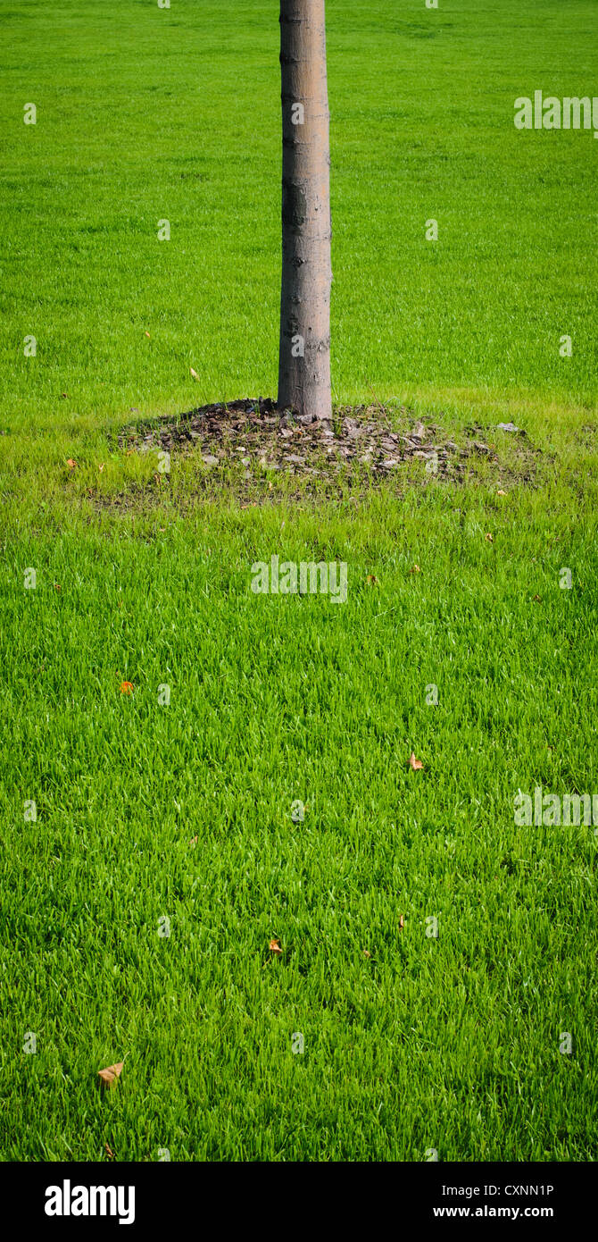 Tree trunk with green grass background. Closeup Stock Photo - Alamy