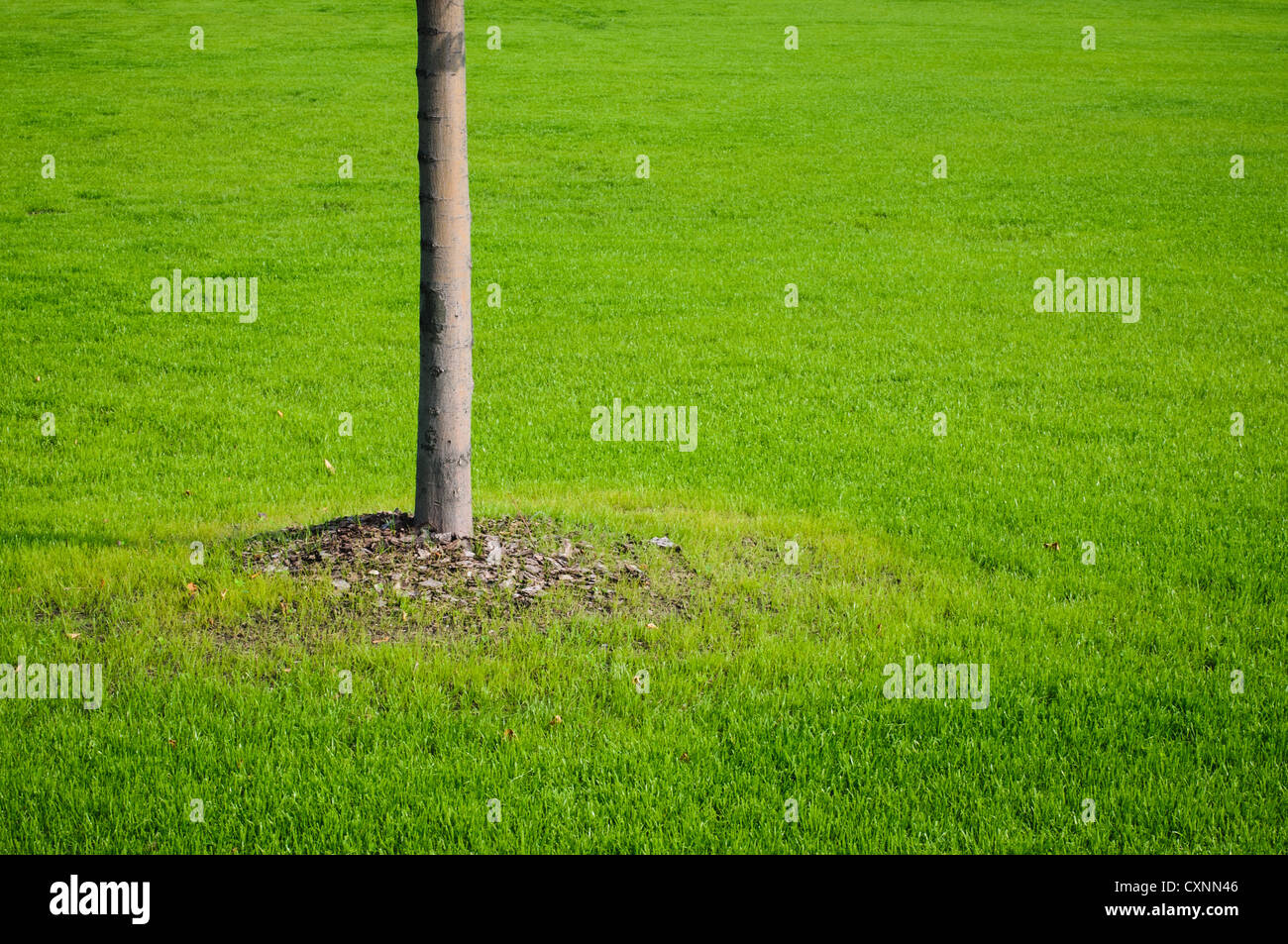 Tree trunk with green grass background. Closeup Stock Photo - Alamy