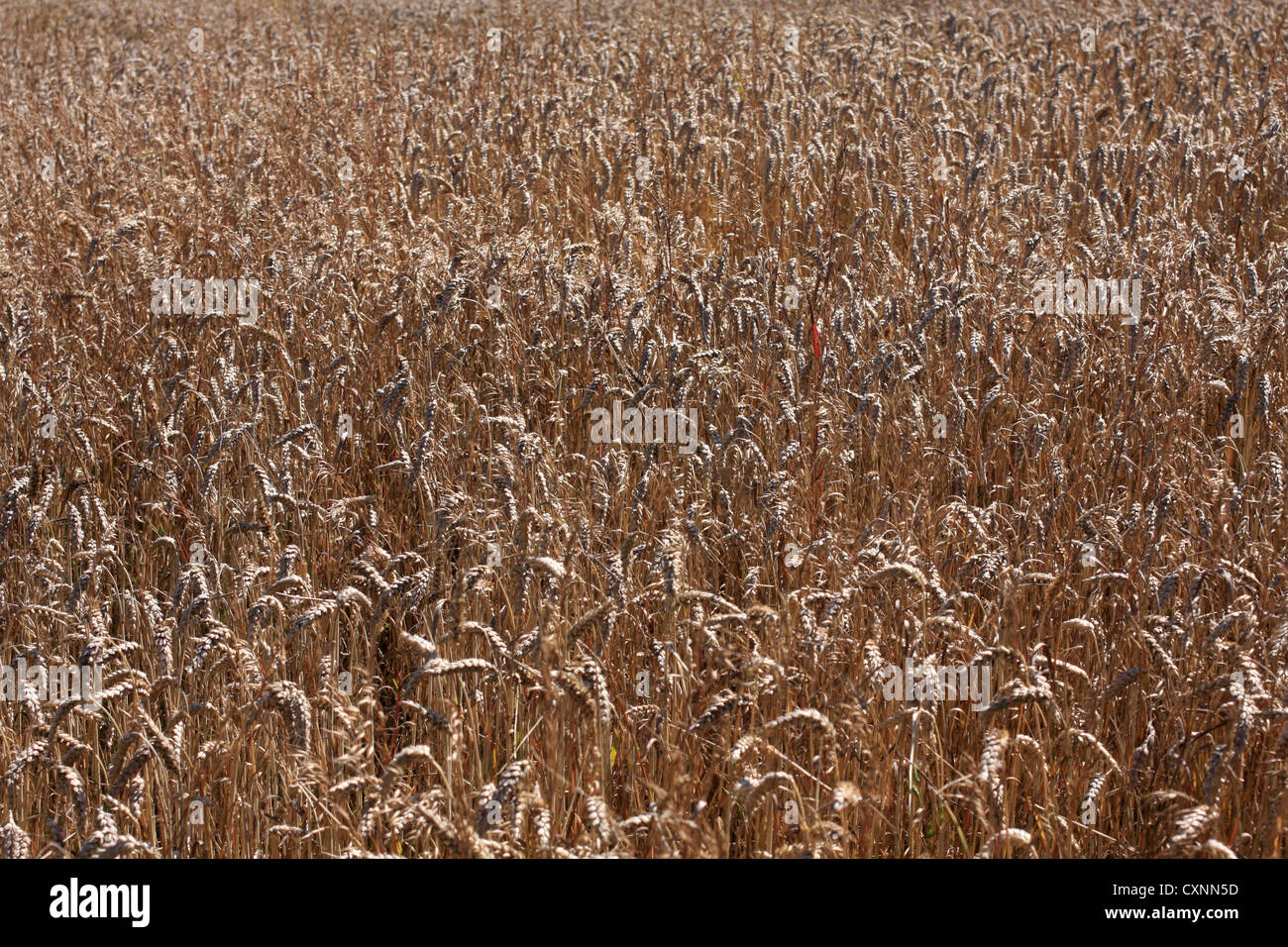 English wheat hi-res stock photography and images - Alamy