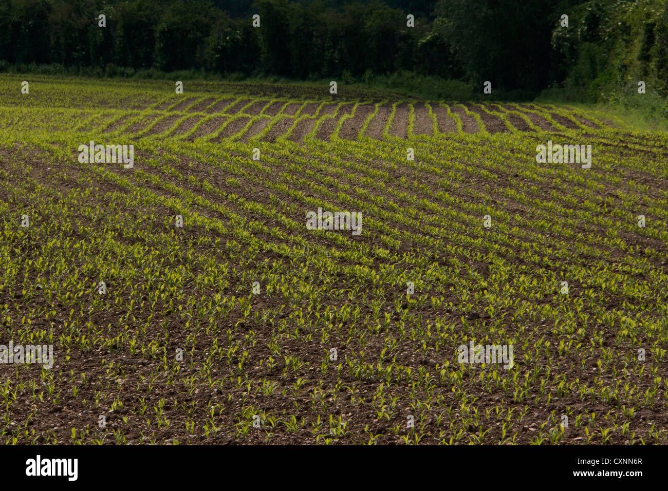 Crops on farmland in the countryside in a rural setting Stock Photo - Alamy