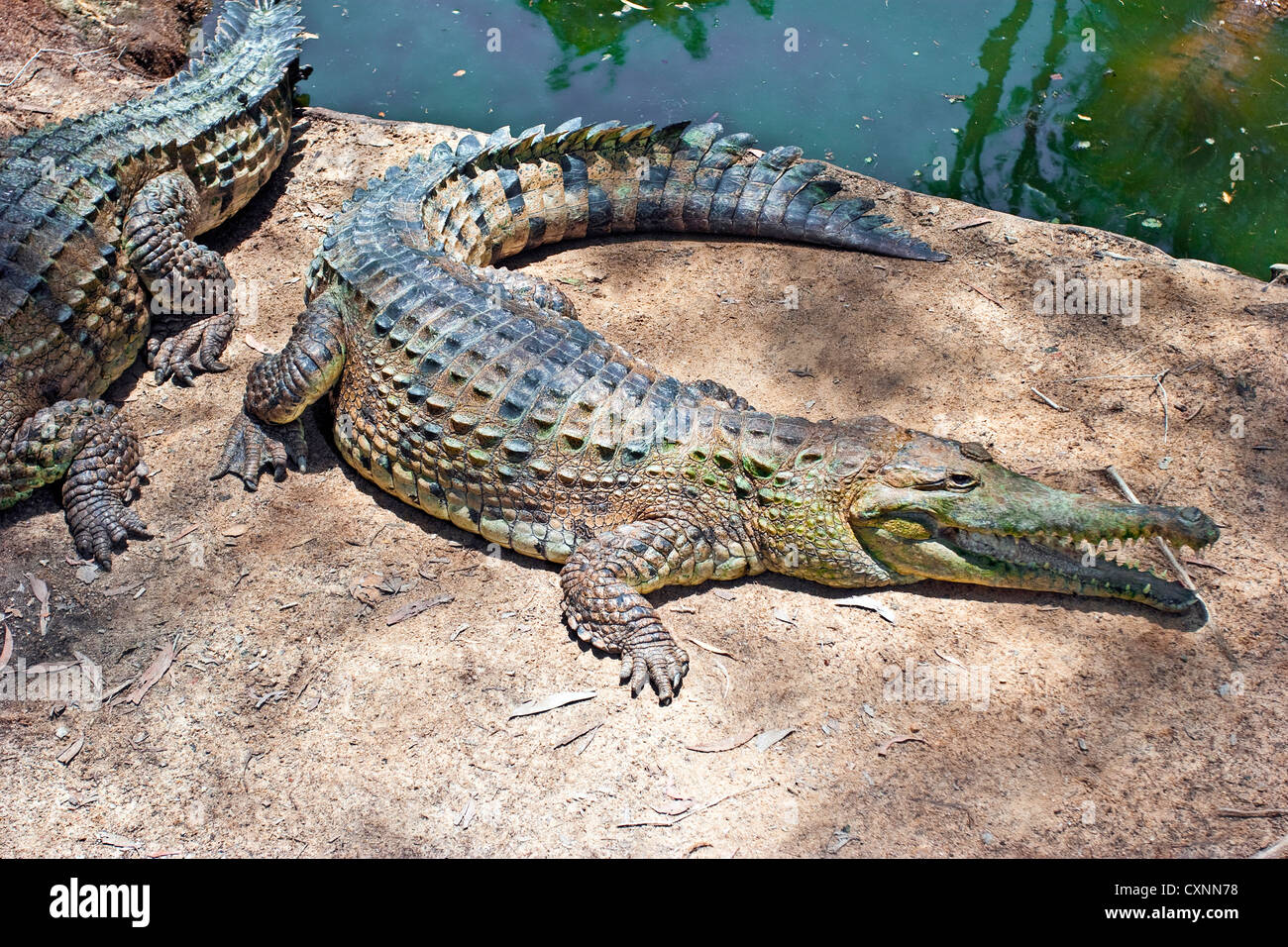 Saltwater Crocodiles (Crocodylus porosus) emerging from the water ...