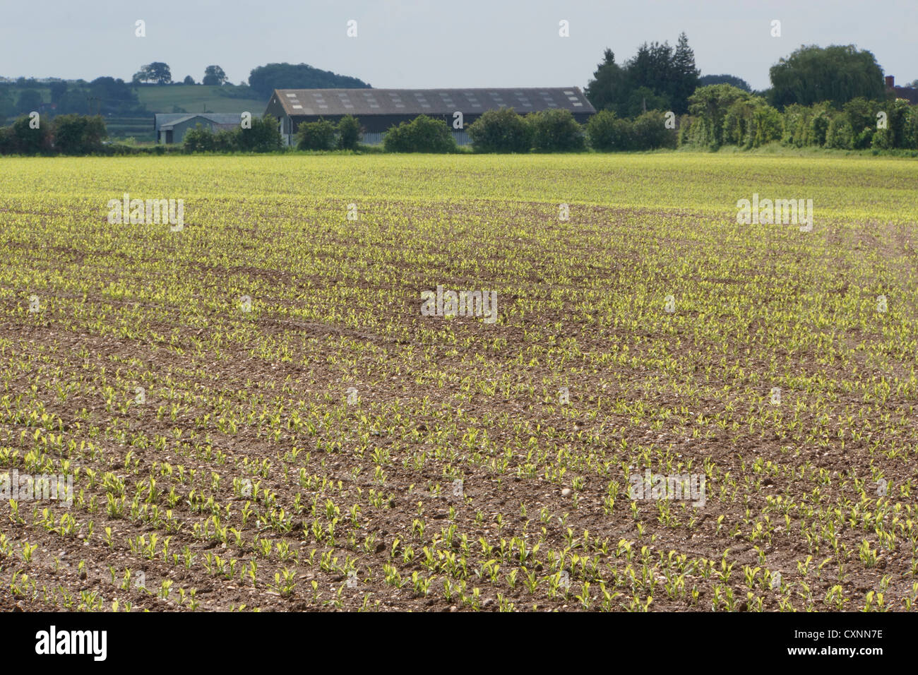 Crops on farmland in the countryside in a rural setting Stock Photo - Alamy