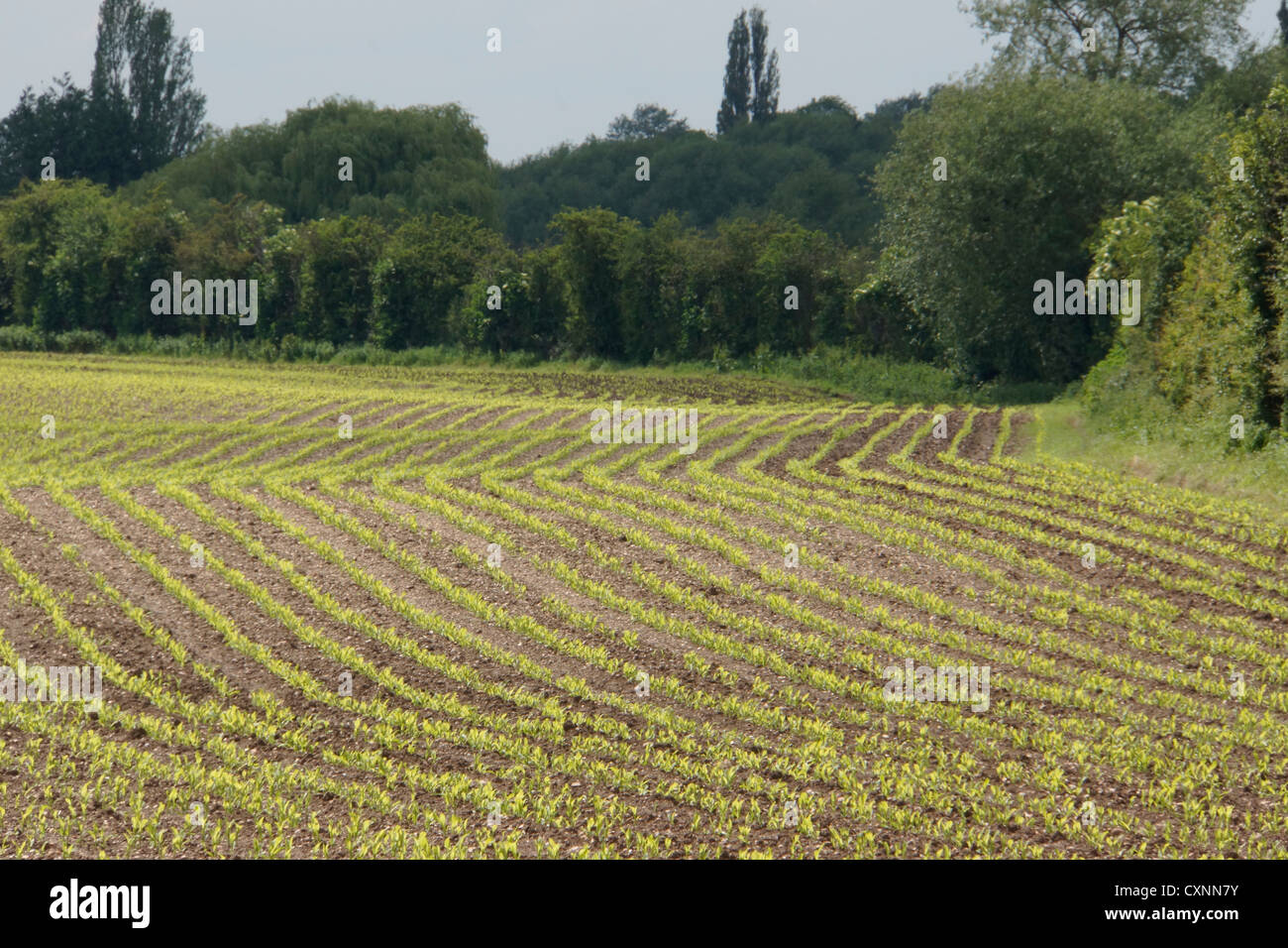 Crops on farmland in the countryside in a rural setting Stock Photo - Alamy
