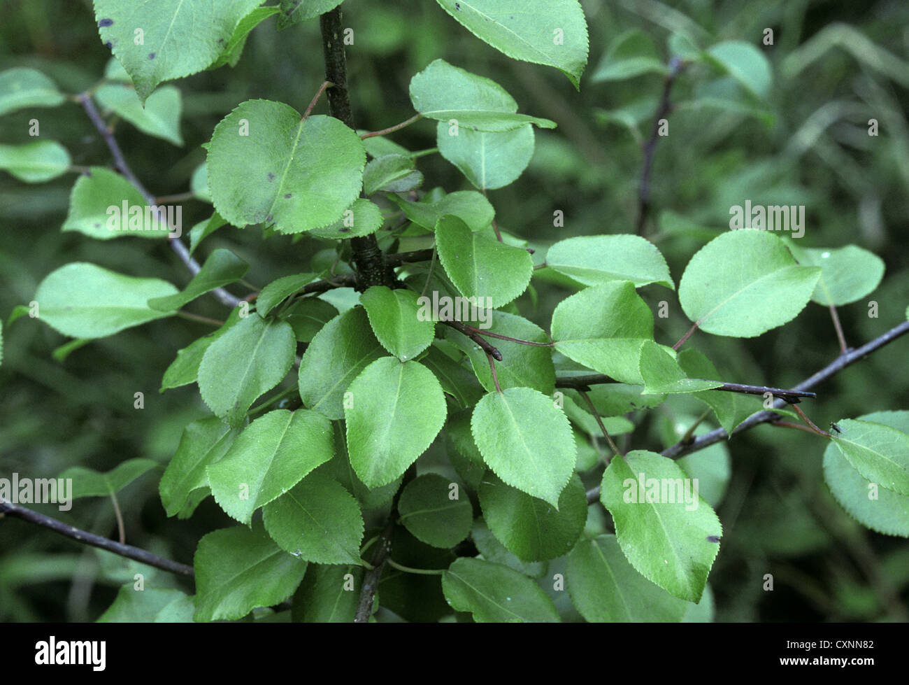 Plymouth Pear Pyrus cordata (Rosaceae Stock Photo - Alamy