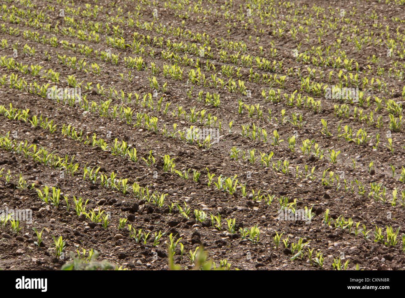 Crops on farmland in the countryside in a rural setting Stock Photo - Alamy